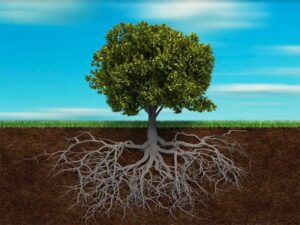 California Legal Developments in Tree Law - HomeGuard